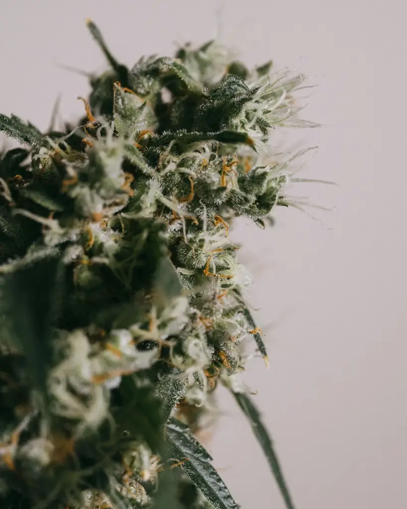 super lemon light joint